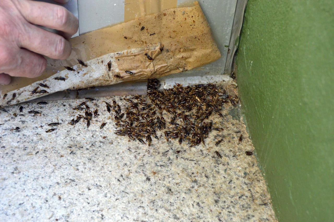 CONTROL DE PLAGAS | FUMIGACIÓN | ECOLOGIST PLANET